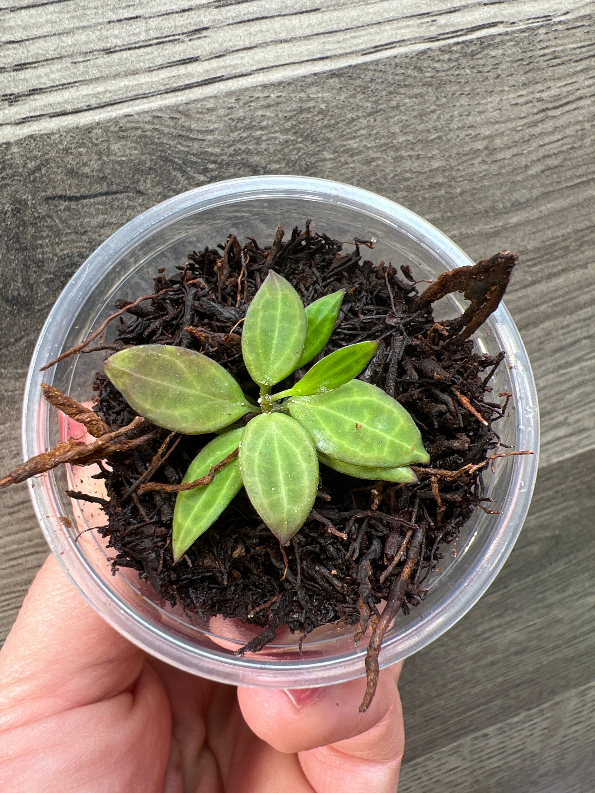 Hoya Microdwarf - Etsy