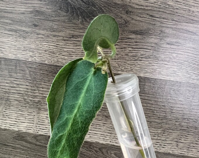 Hoya Patella Pink Cutting - Etsy