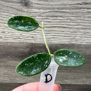 Hoya Lima Splash - Etsy