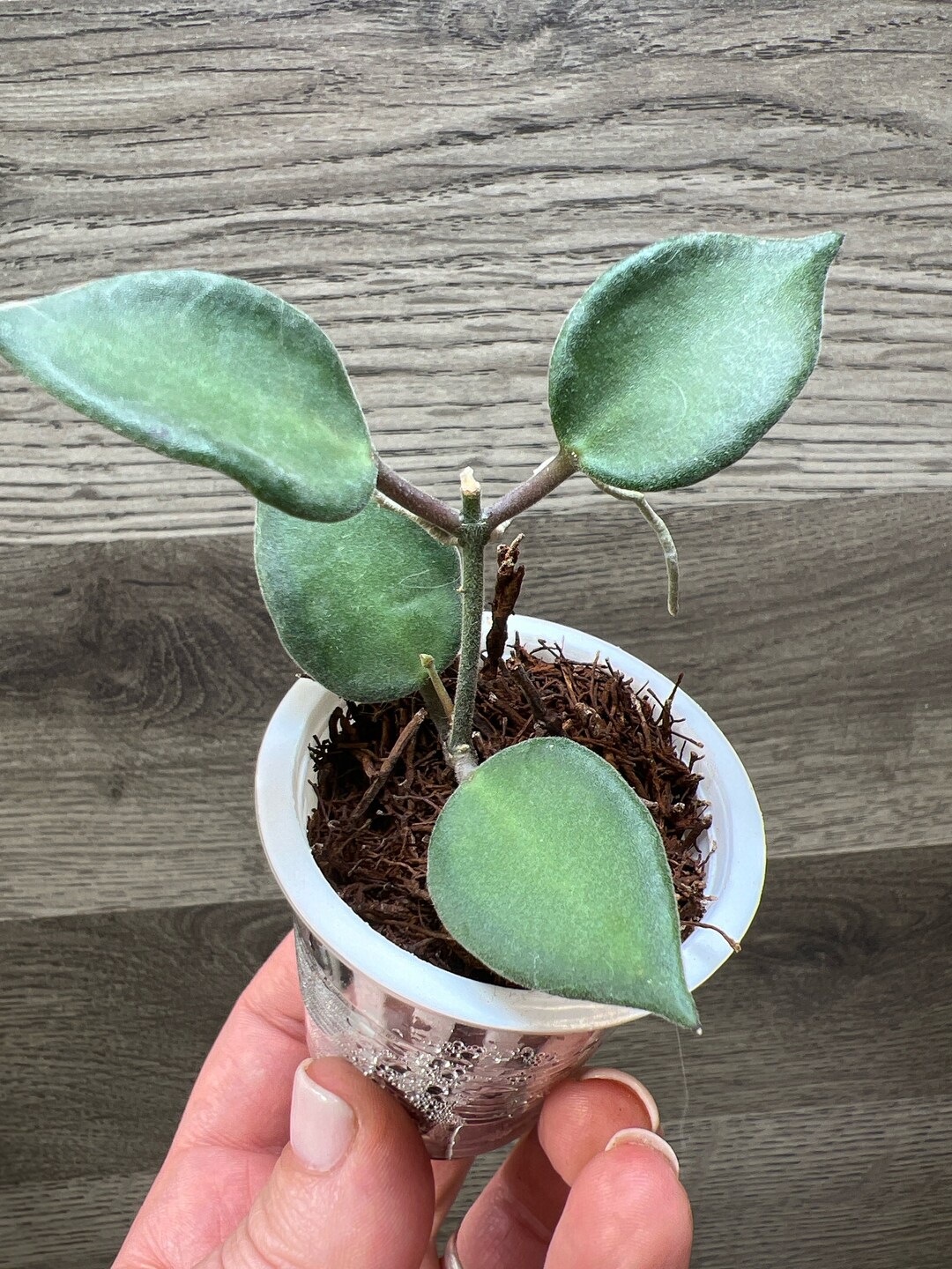 Hoya NS05-240 - Etsy