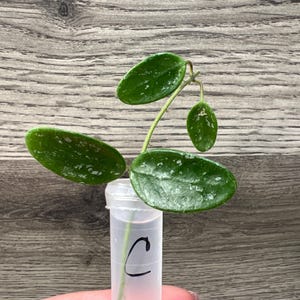 Hoya Lima Splash - Etsy