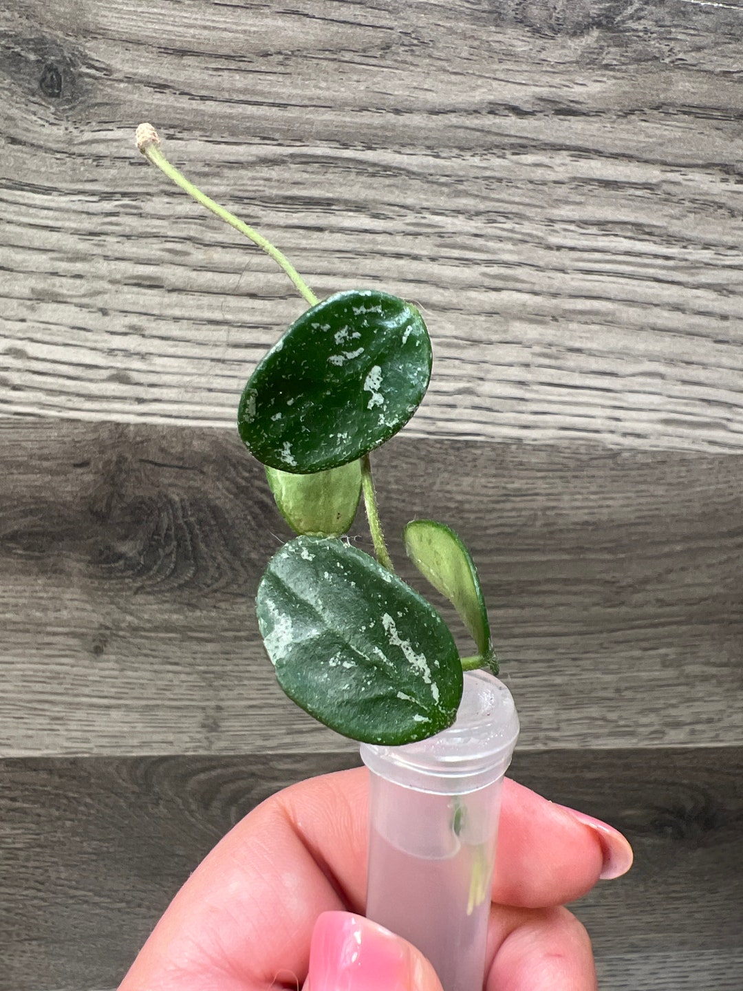 Hoya Lima Splash - Etsy