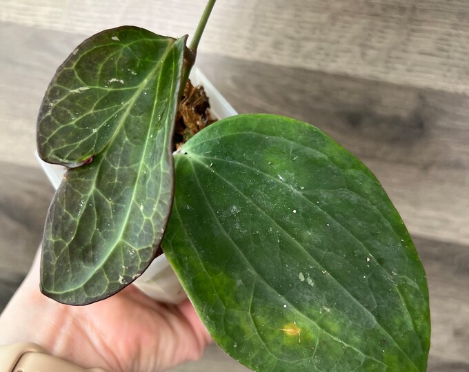 Hoya Latifolia Dinner Plate - Etsy