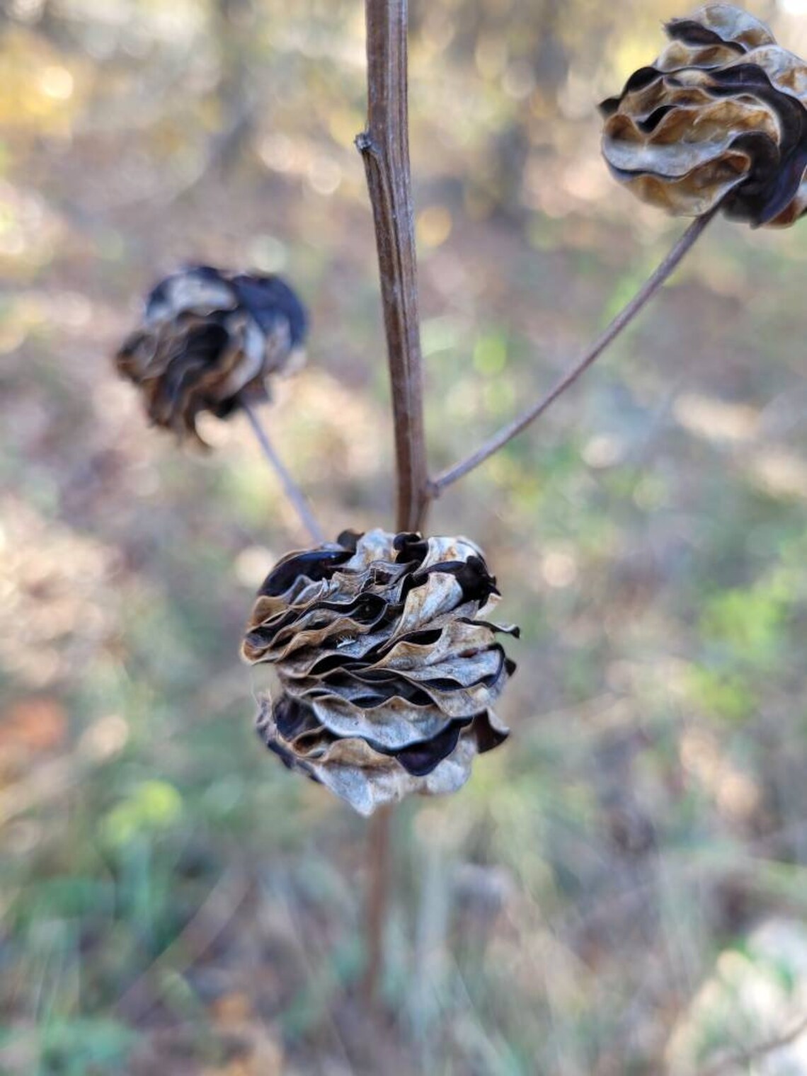 Illinois Bundleflower 500+ Seeds (desmanthus Illinoensis) Prairie ...