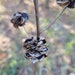 Illinois Bundleflower 500+ Seeds (desmanthus Illinoensis) Prairie ...