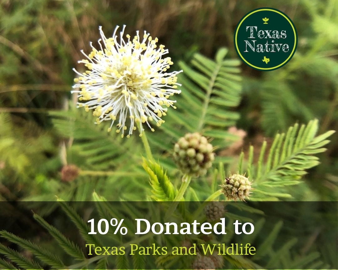 Illinois Bundleflower 500+ Seeds (desmanthus Illinoensis) Prairie ...