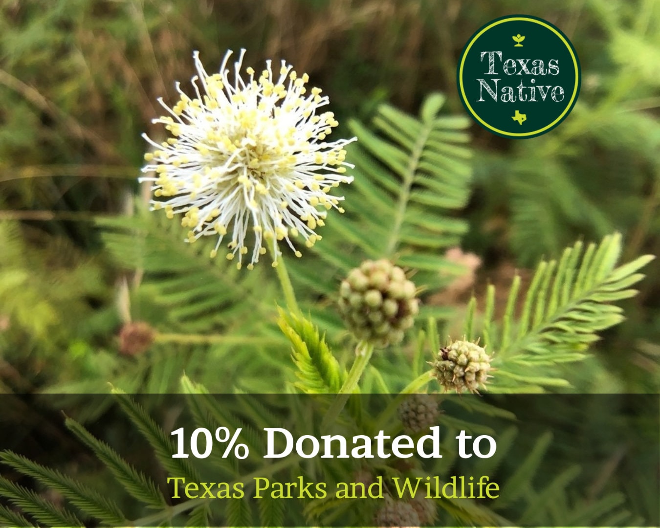 Illinois Bundleflower 500+ Seeds (desmanthus Illinoensis) Prairie ...