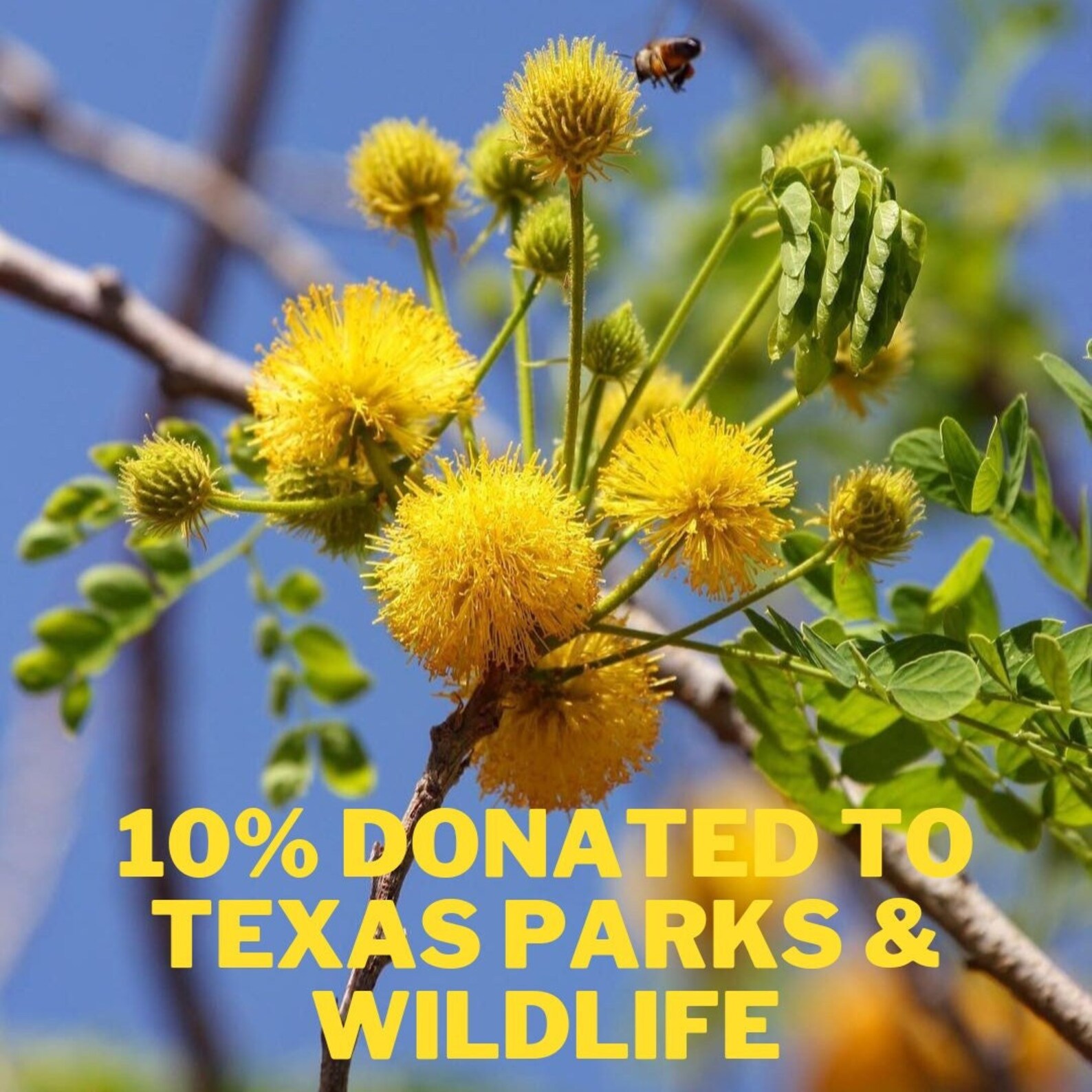 Goldenball Lead Tree 5 Seeds leucaena Retusa Native - Etsy