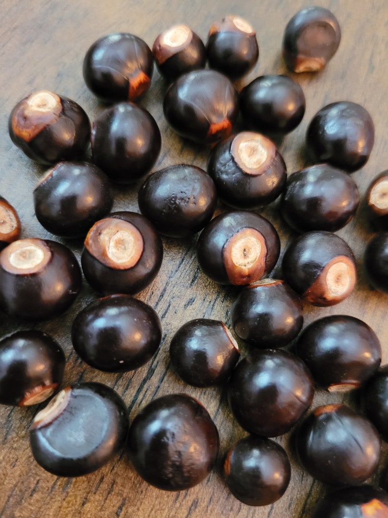 Mexican Buckeye 10 Seeds (ungnadia Speciosa) Pink Flowering Texas ...