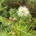 Illinois Bundleflower 500+ Seeds (desmanthus Illinoensis) Prairie ...