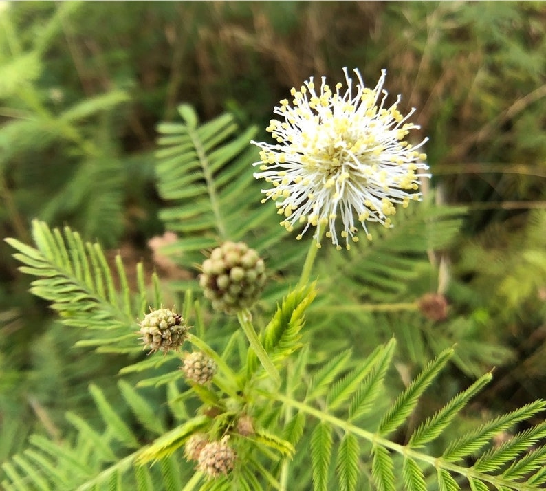Illinois Bundleflower 500+ Seeds (desmanthus Illinoensis) Prairie ...
