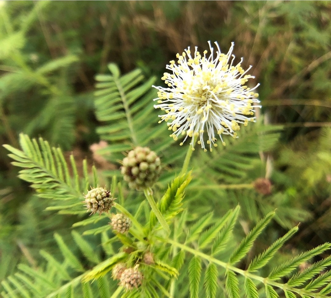 Illinois Bundleflower 500+ Seeds (desmanthus Illinoensis) Prairie ...