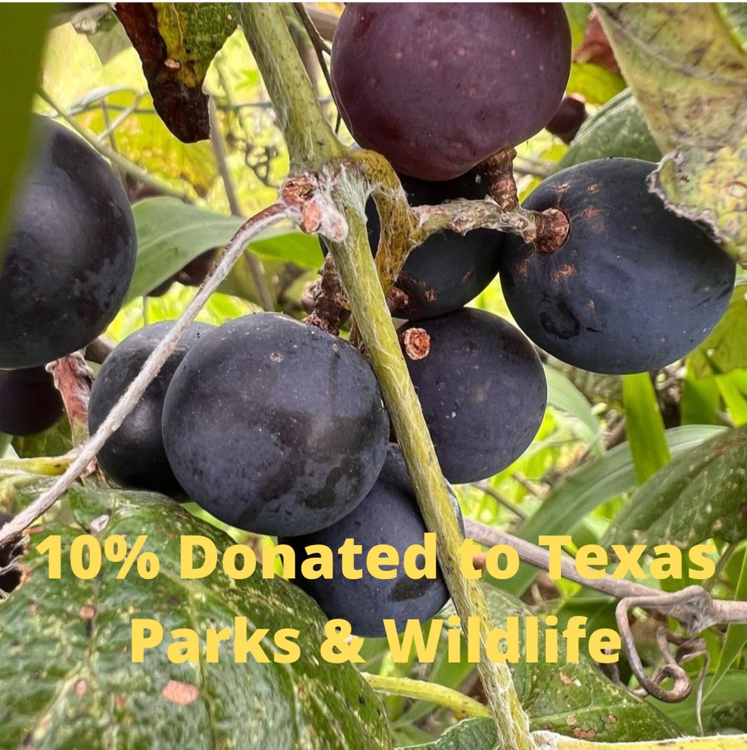 Mustang Grape 20 Seeds vitis Mustangensis Texas Vining - Etsy