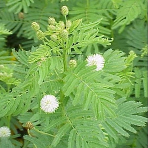 Illinois Bundleflower 500+ Seeds (desmanthus Illinoensis) Prairie ...