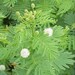 Illinois Bundleflower 500+ Seeds (desmanthus Illinoensis) Prairie ...