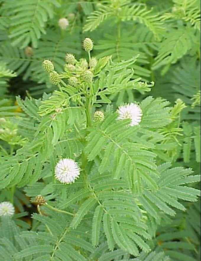 Illinois Bundleflower 500 Seedsdesmanthus Illinoensis Prairie Mimosa - Etsy