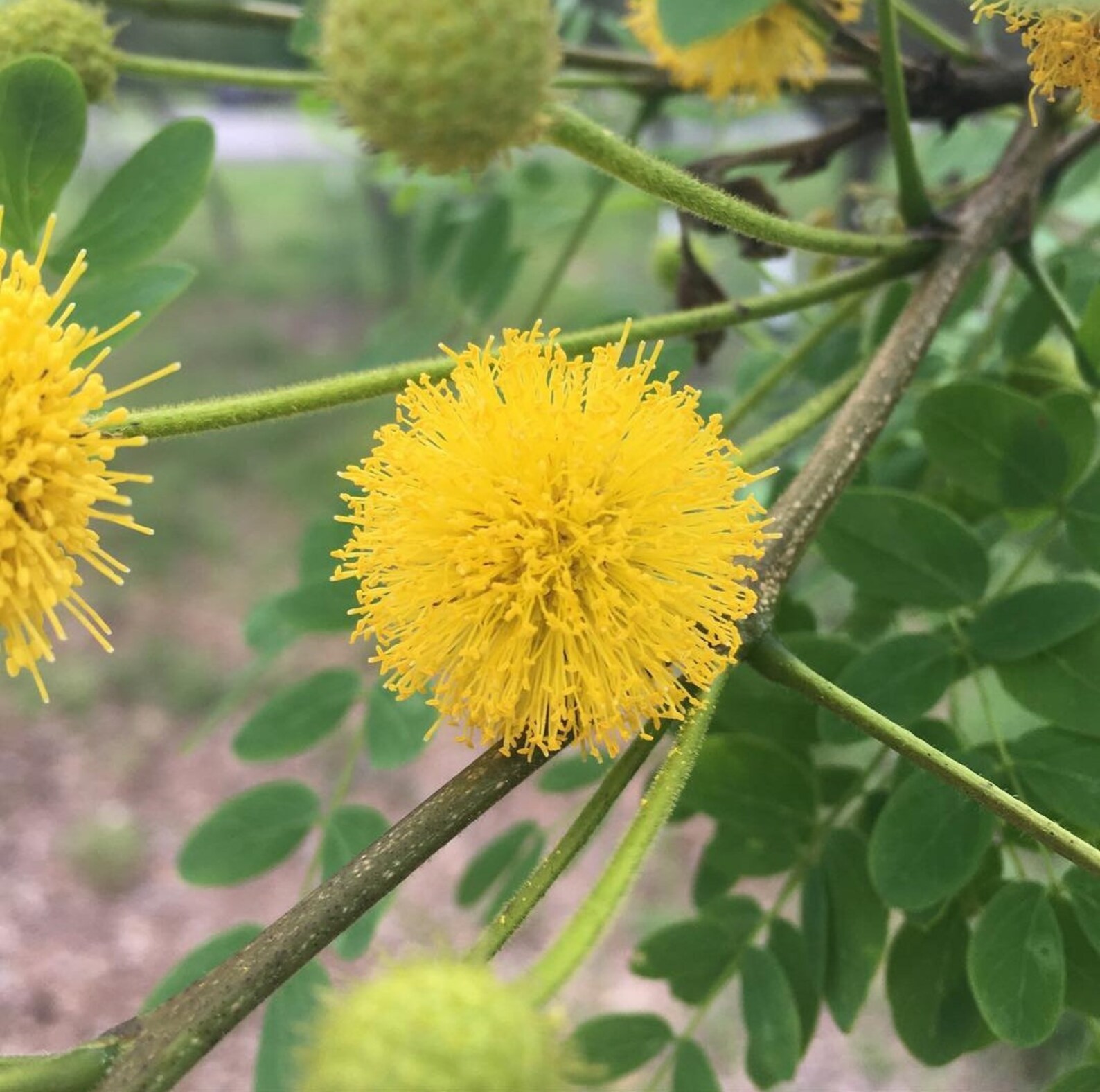 Goldenball Lead Tree 5 Seeds (leucaena Retusa) Native Flowering Yellow ...