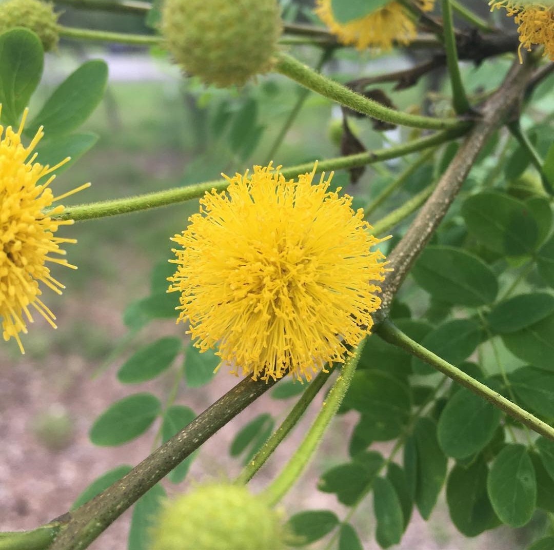 Goldenball Lead Tree 5 Seeds (leucaena Retusa) Native Flowering Yellow ...