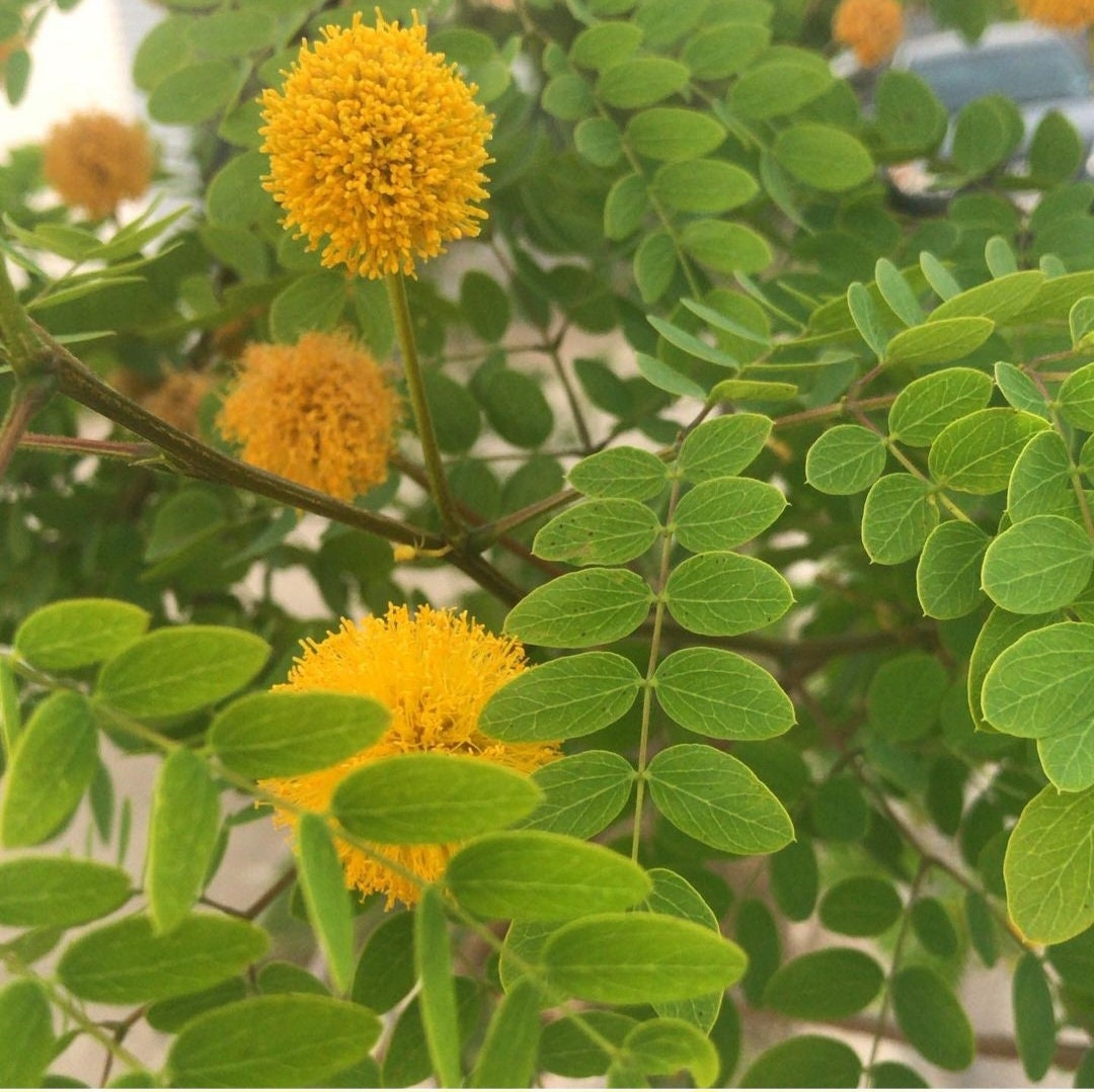 Goldenball Lead Tree 5 Seeds (leucaena Retusa) Native Flowering Yellow Tree - Etsy