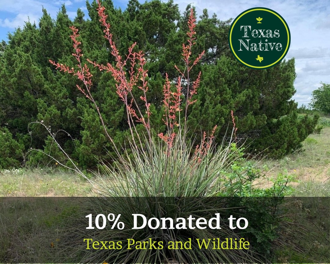 Red Yucca 50 Seeds (hesperaloe Parviflora) Hummingbird Yucca Texas ...