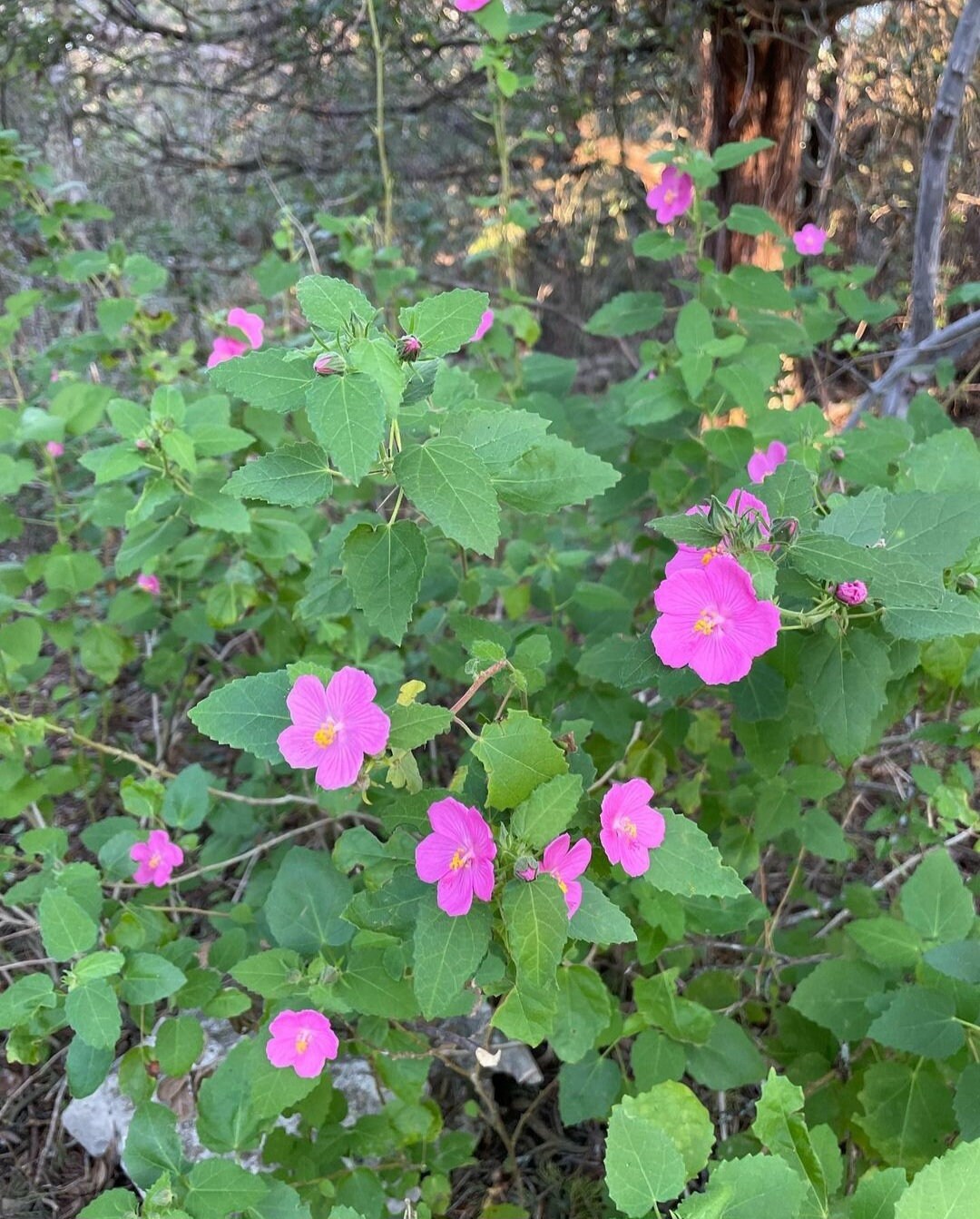 Rock Rose 15+ Seeds (pavonia Lasiopetlala) Rose Mallow, Drought ...