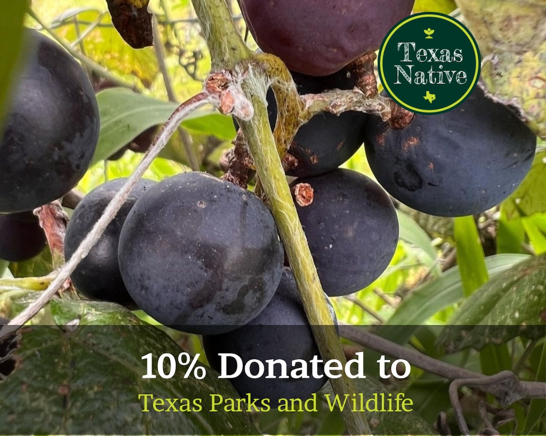 Mustang Grape 20+ Seeds (vitis Mustangensis) Texas Vining Grape, Fruit ...