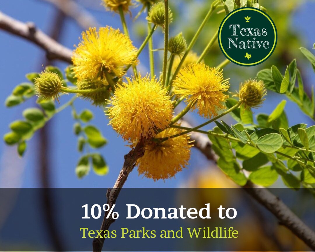 Goldenball Lead Tree 5 Seeds (leucaena Retusa) Native Flowering Yellow ...