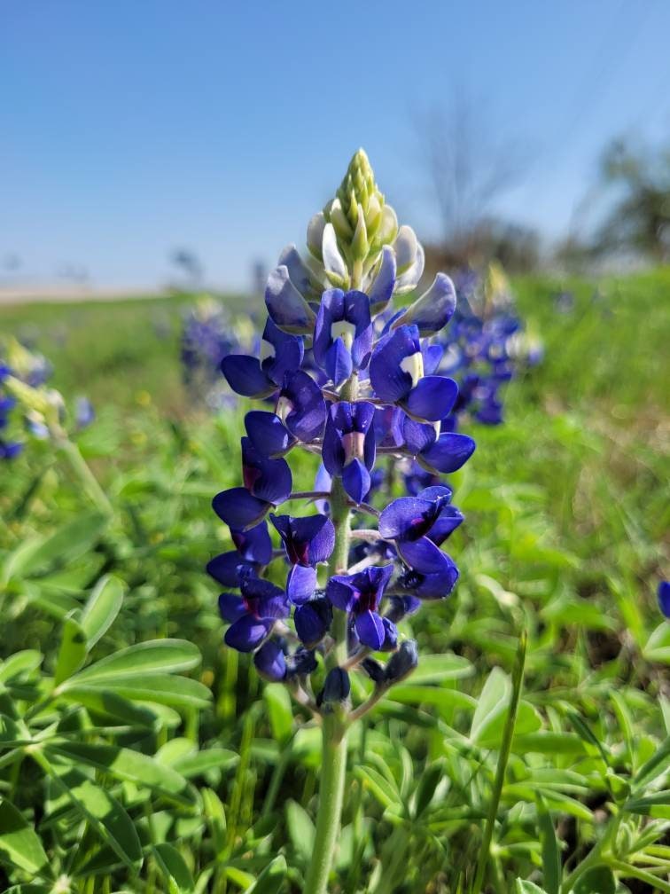 Texas Bluebonnet 200+ Seeds (lupinus Texensis) Texas Native Annual ...