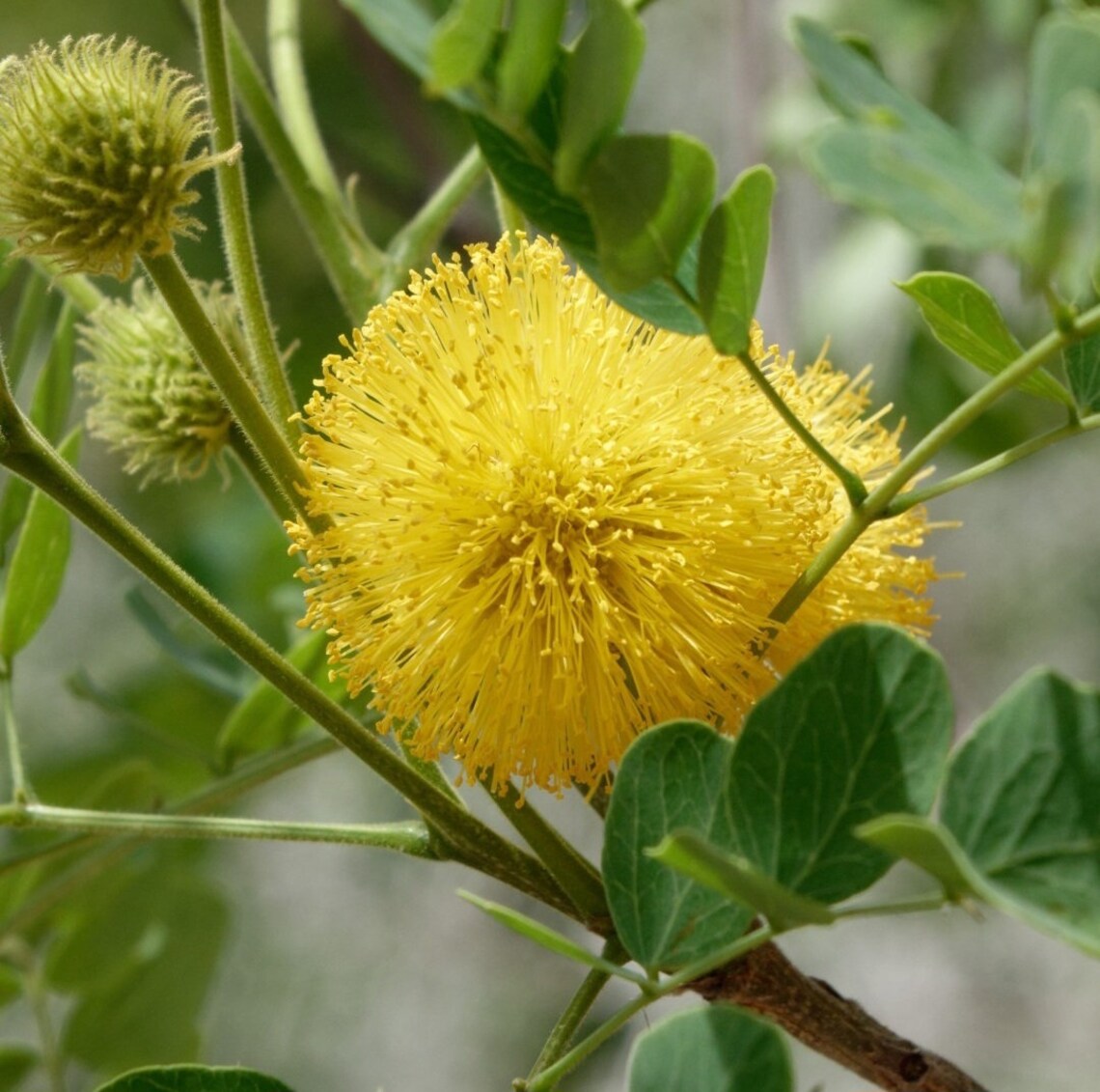 Goldenball Lead Tree 5 Seeds (leucaena Retusa) Native Flowering Yellow ...