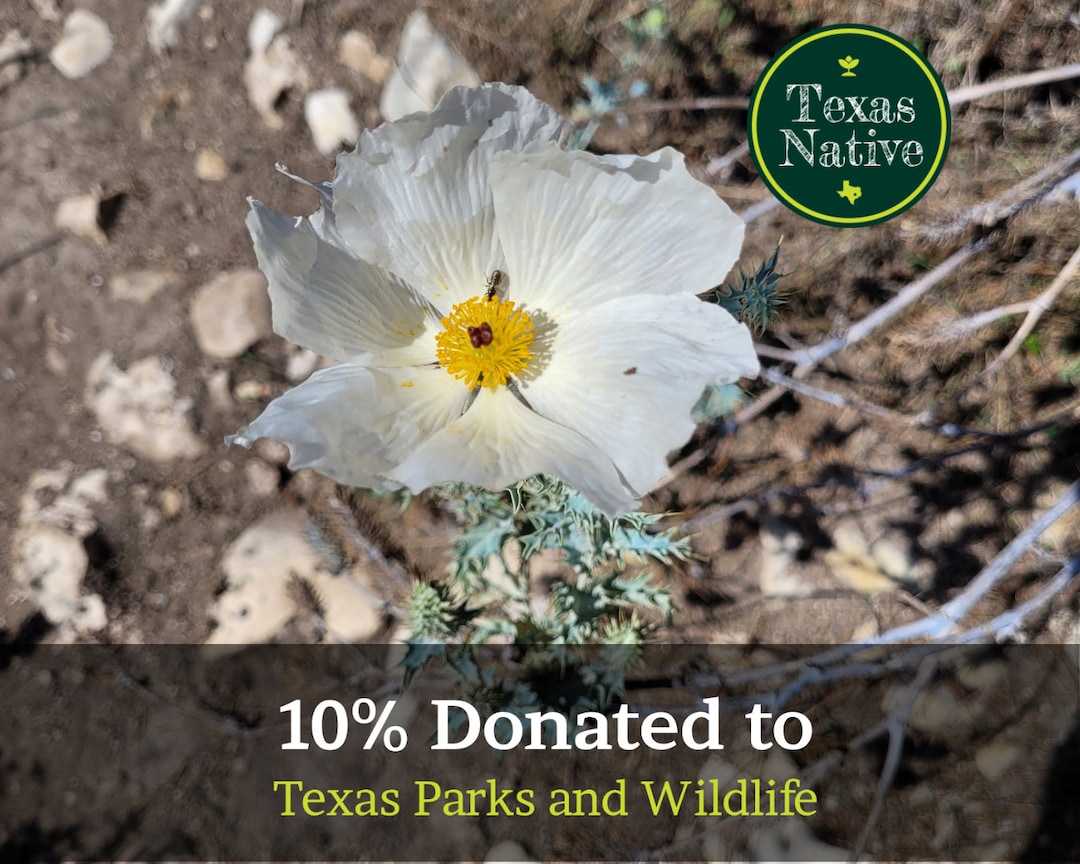 White Prickly Poppy 50+ Seeds (argemone Albiflora Ssp. Texana) White ...