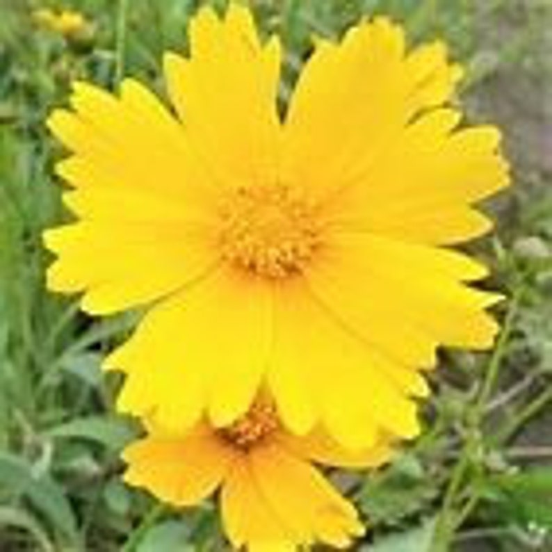 Lanceleaf Coreopsis 200+ Seeds (coreopsis Lanceolata) Native Texas ...
