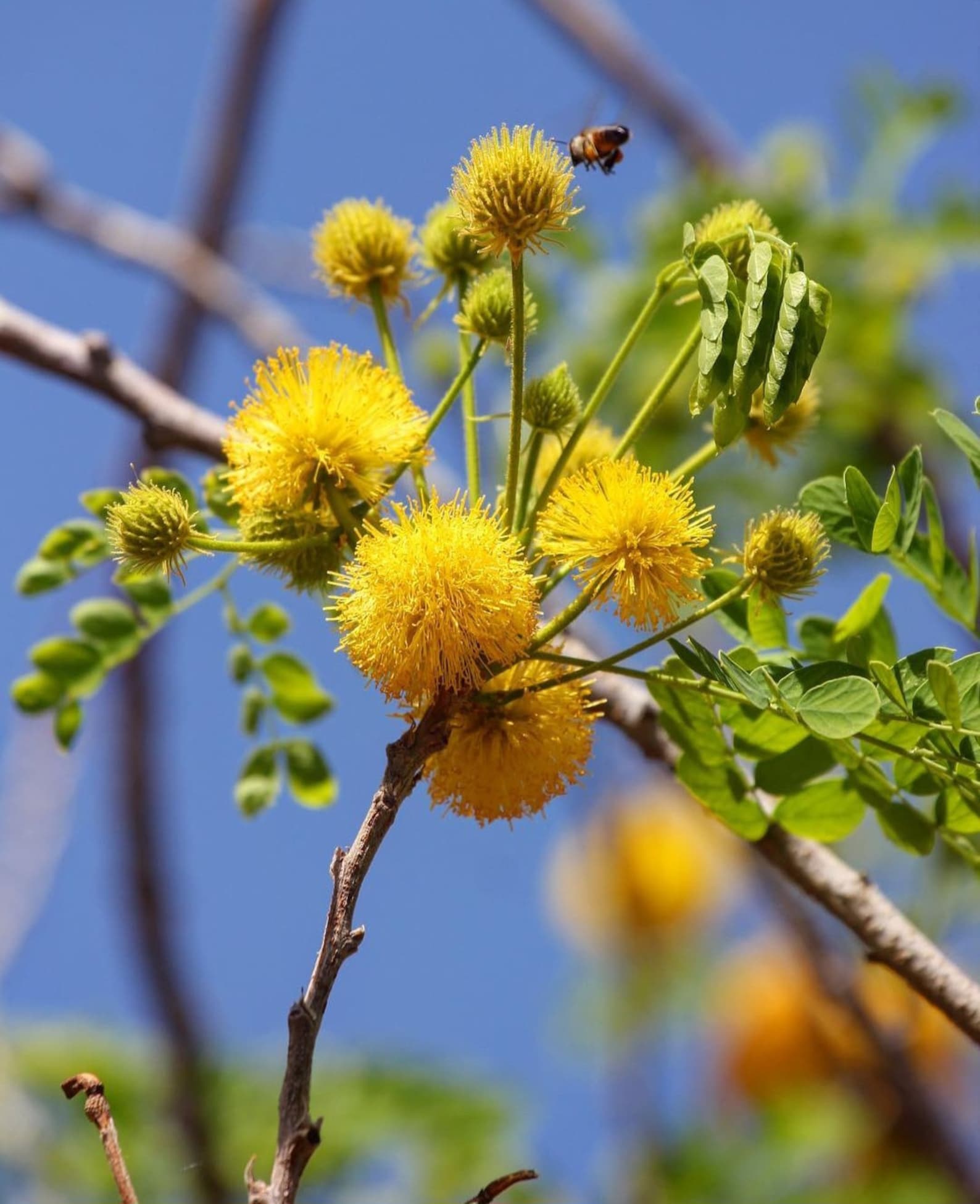Goldenball Lead Tree 5 Seeds (leucaena Retusa) Native Flowering Yellow ...