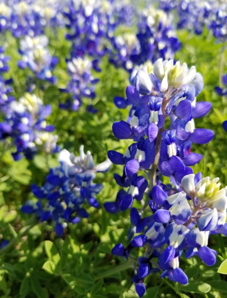 Texas Bluebonnet 200+ Seeds (lupinus Texensis) Texas Native Annual ...