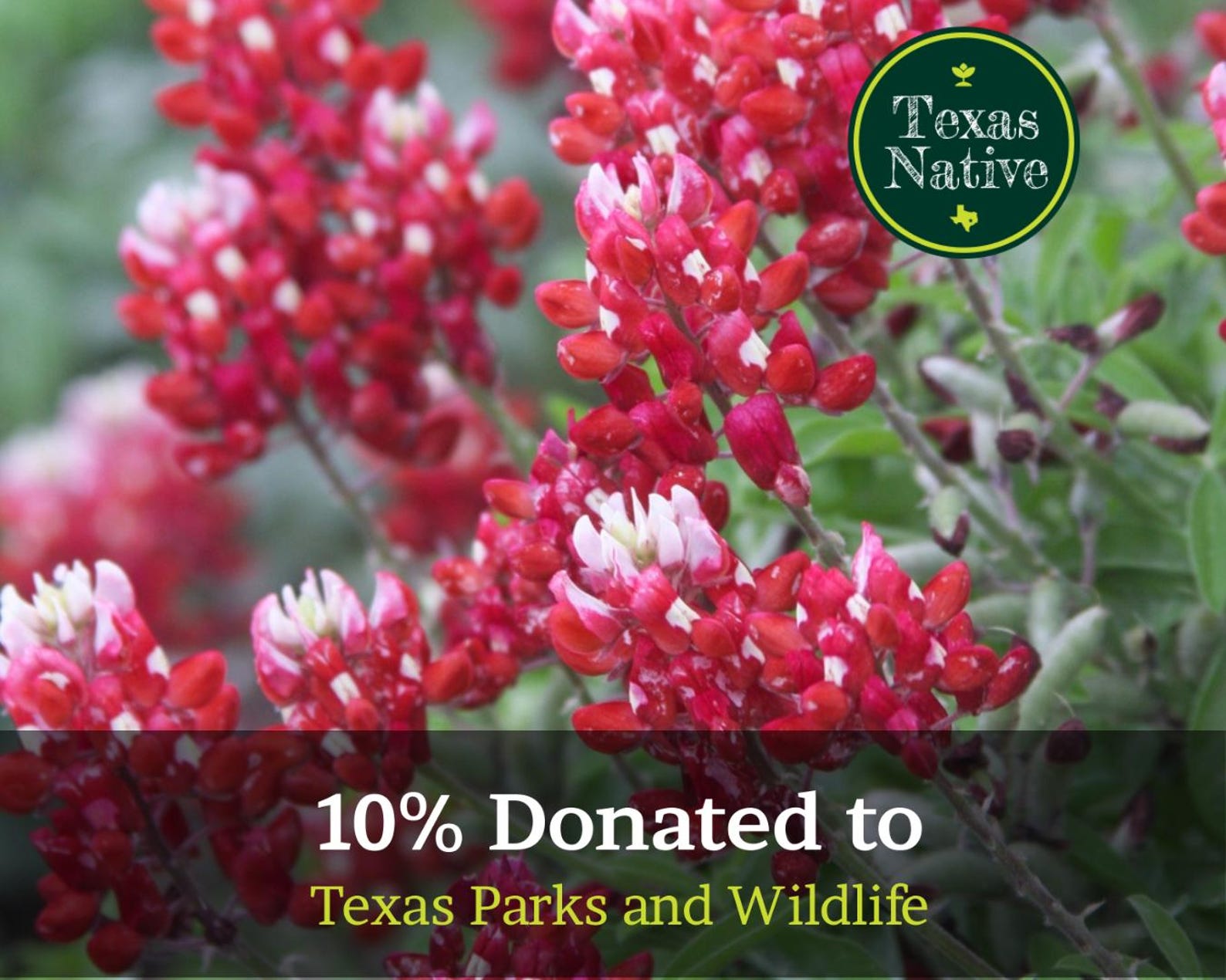 Texas Bluebonnet Maroon 30 Seeds lupinus Texensis texas Maroon - Etsy