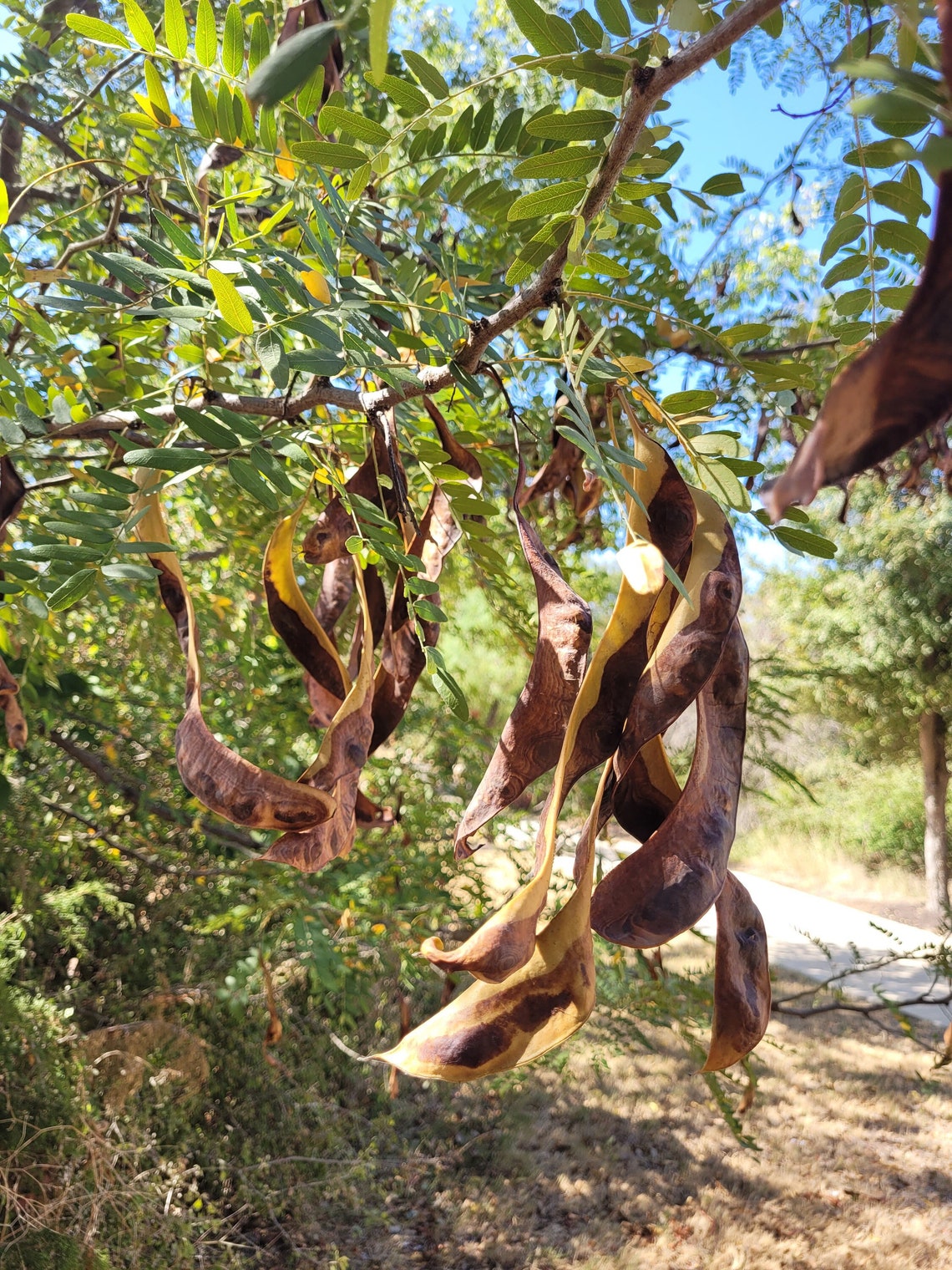 Thornless Honeylocust 10+ Seeds (gleditsia Triacanthos Form Inermis ...