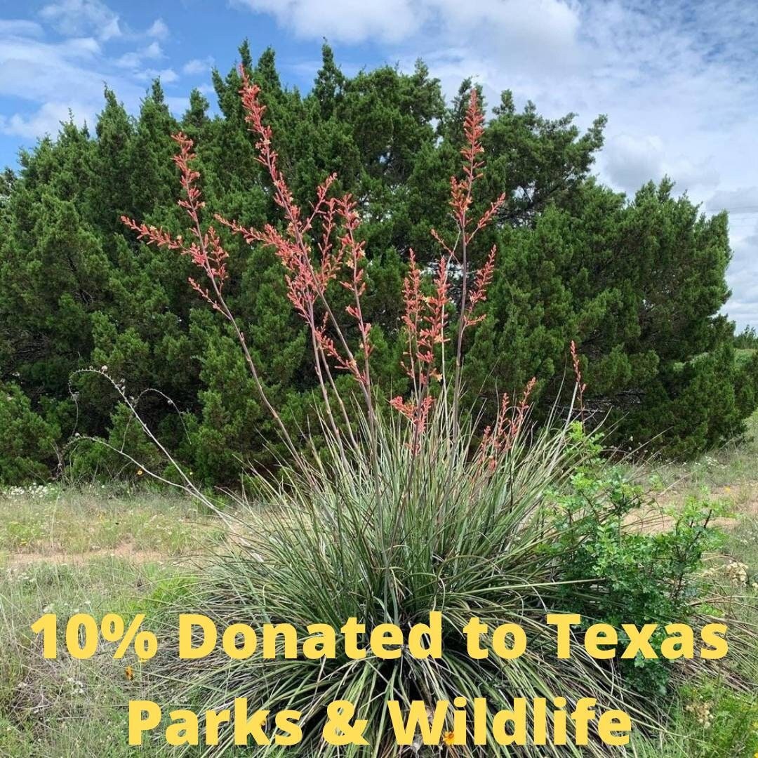 Red Yucca 50 Seeds hesperaloe Parviflora Hummingbird Yucca Texas Native ...