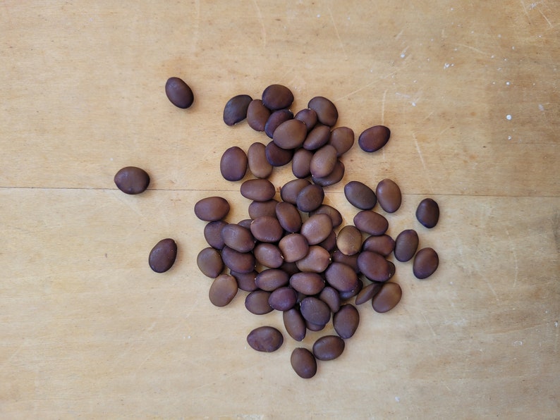 Thornless Honeylocust 10 Seeds gleditsia Triacanthos Form Inermis ...