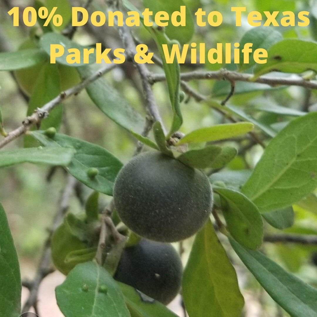 Texas Persimmon 5 Seeds diospyros Texana Mexican Persimmon - Etsy