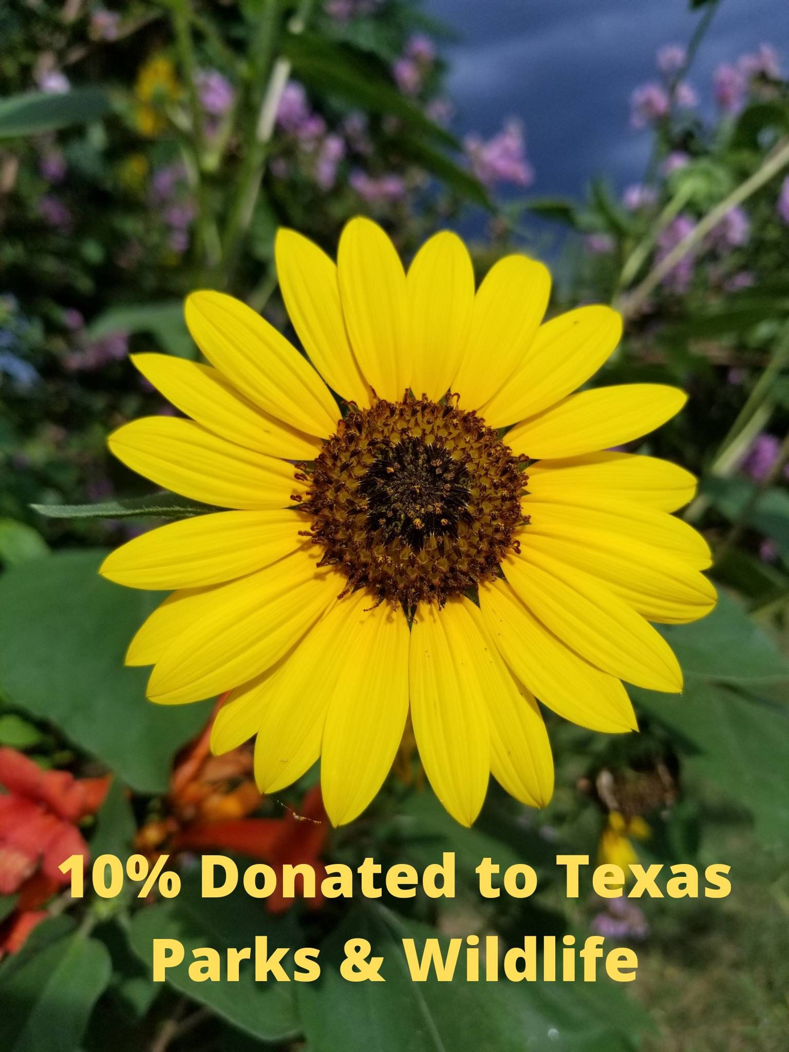 Wild Native Sunflower 50+ Seeds (helianthus Annuus) Wildflower - Etsy