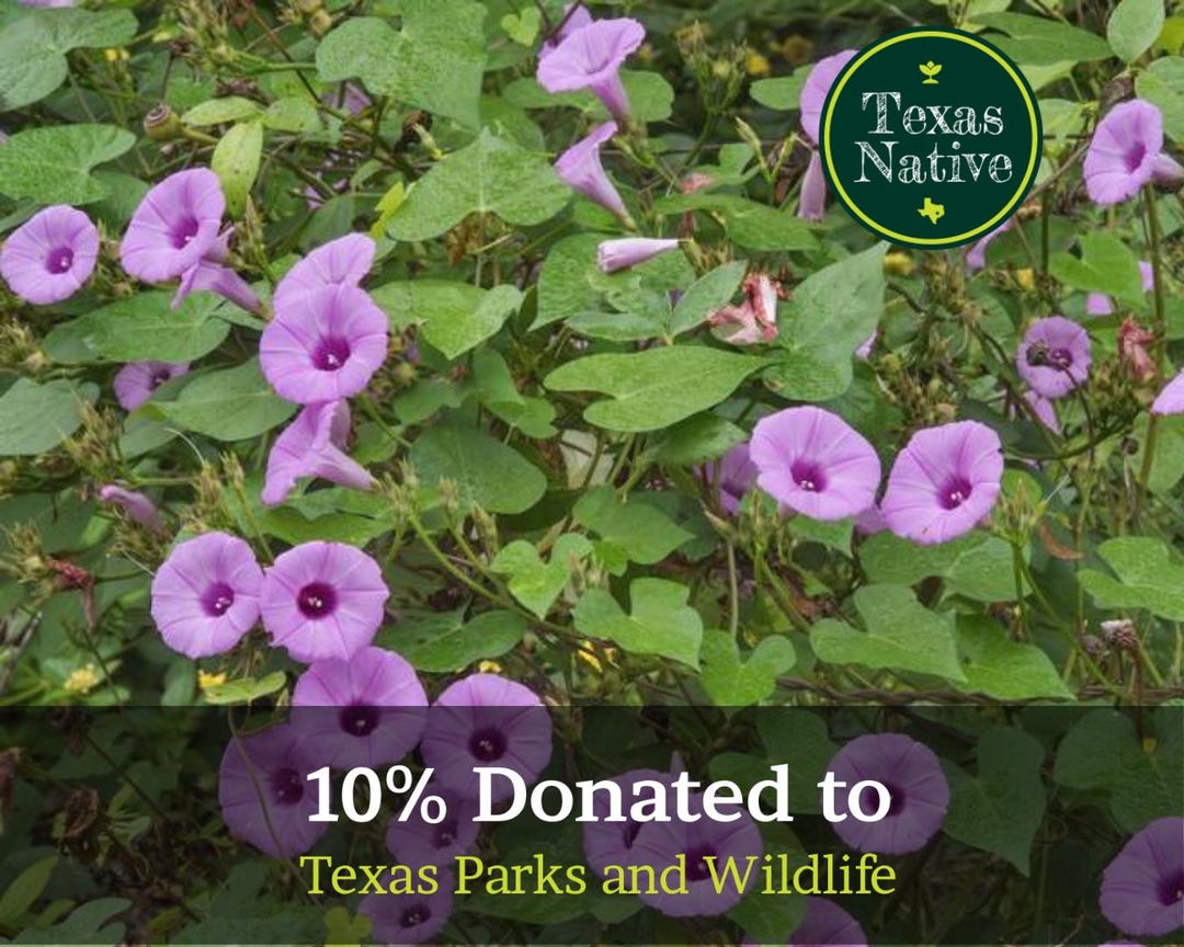 Morning Glory (ipomoea Cordatotriloba) 100+ Seeds - Purple Bindweed ...