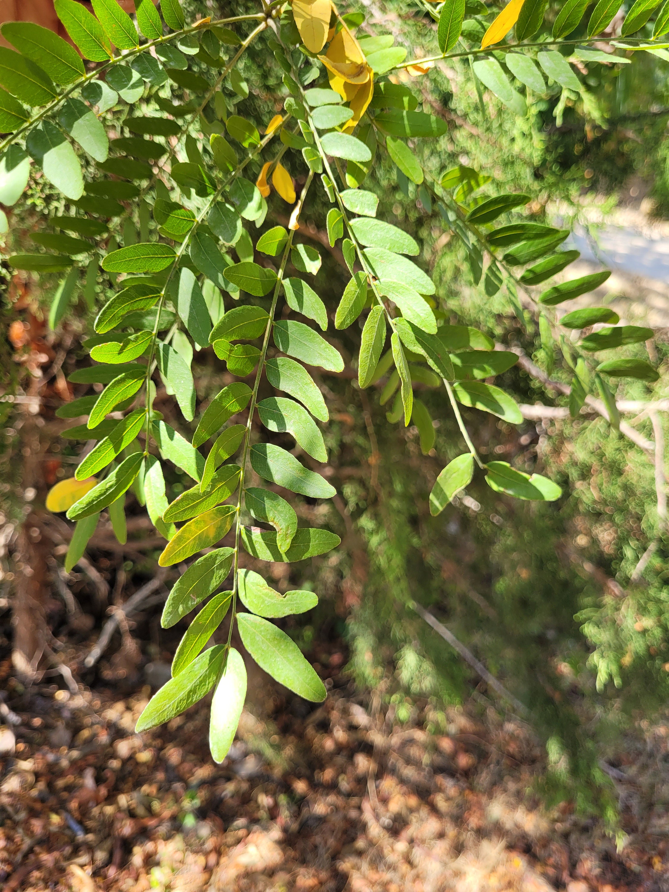 Thornless Honeylocust 10 Seeds gleditsia Triacanthos Form Inermis ...
