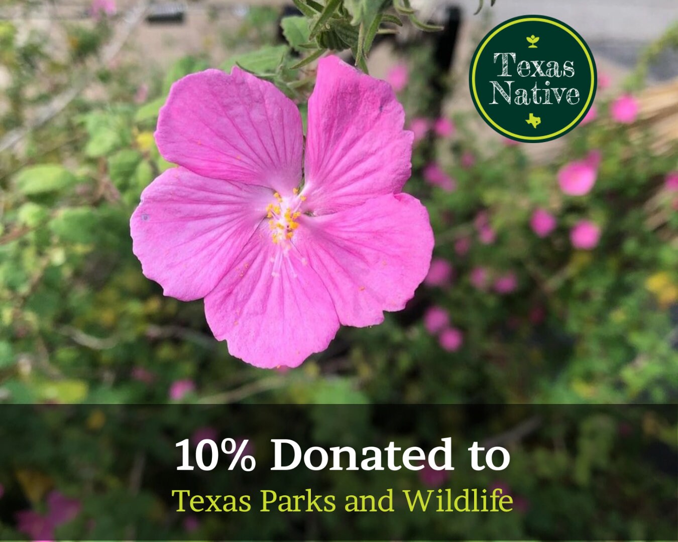 Rock Rose 15+ Seeds (pavonia Lasiopetlala) Rose Mallow, Drought ...