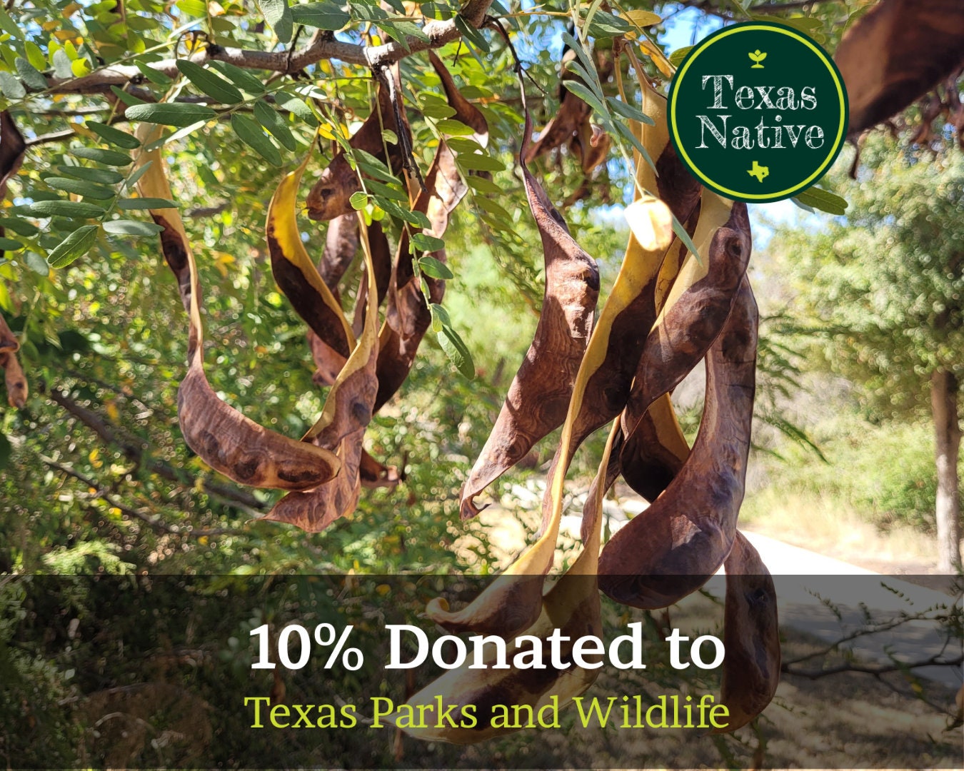 Thornless Honeylocust 10 Seeds gleditsia Triacanthos Form Inermis ...