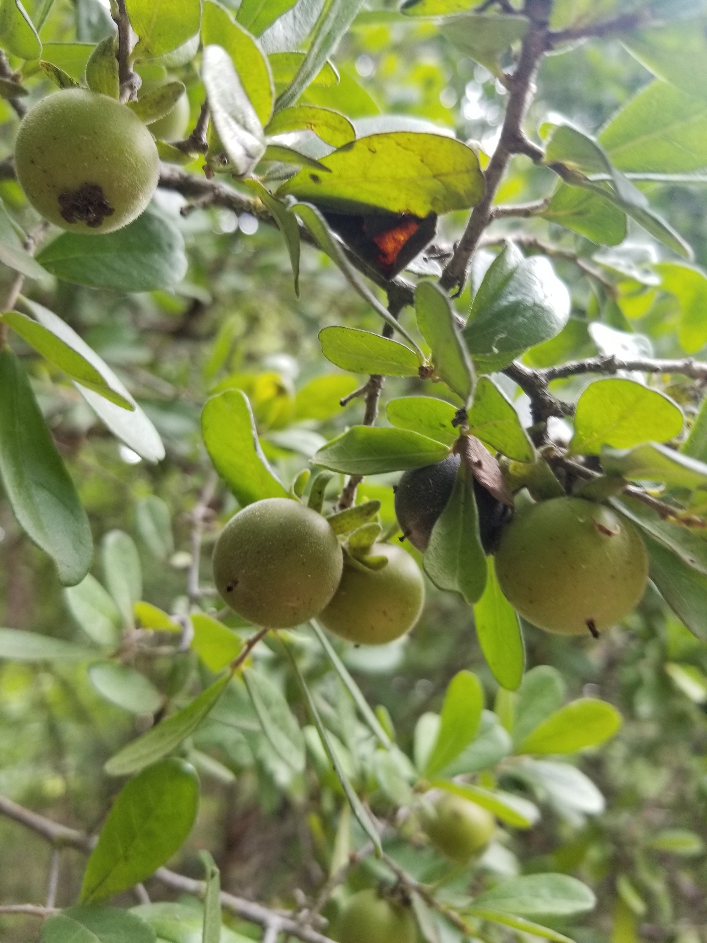 Texas Persimmon 5 Seeds diospyros Texana Mexican Persimmon - Etsy