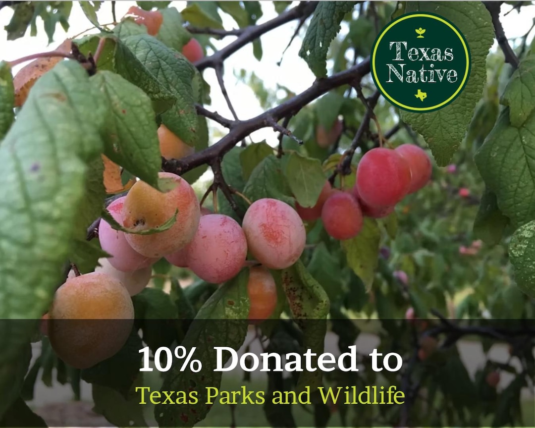 Mexican Plum Tree 5+ Seeds, Texas Native Fruit Tree - Etsy