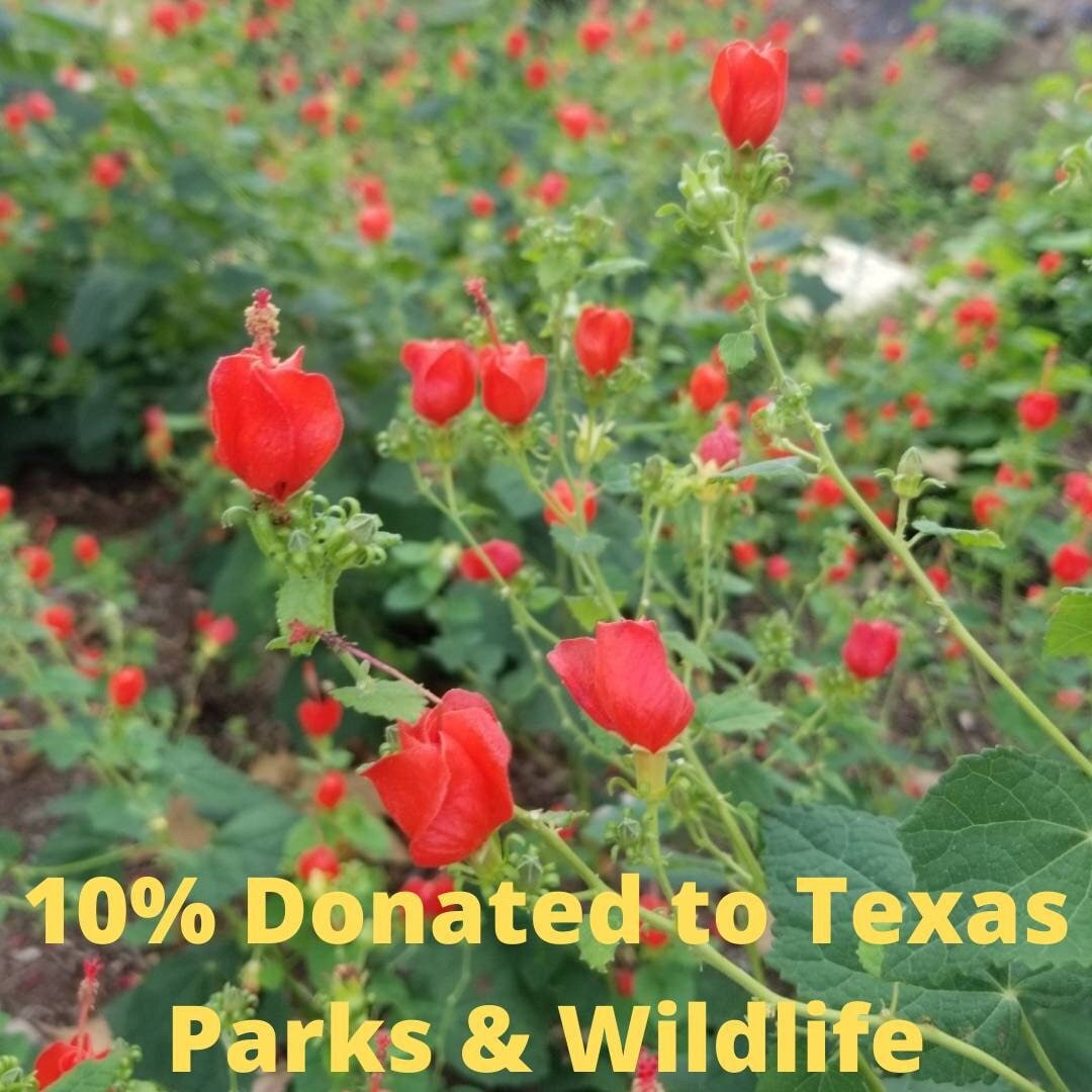 Turk's Cap 10 Seeds malvaviscus Arboreusvar.drummondii Texas Native Wildflower Edible Foraging ...