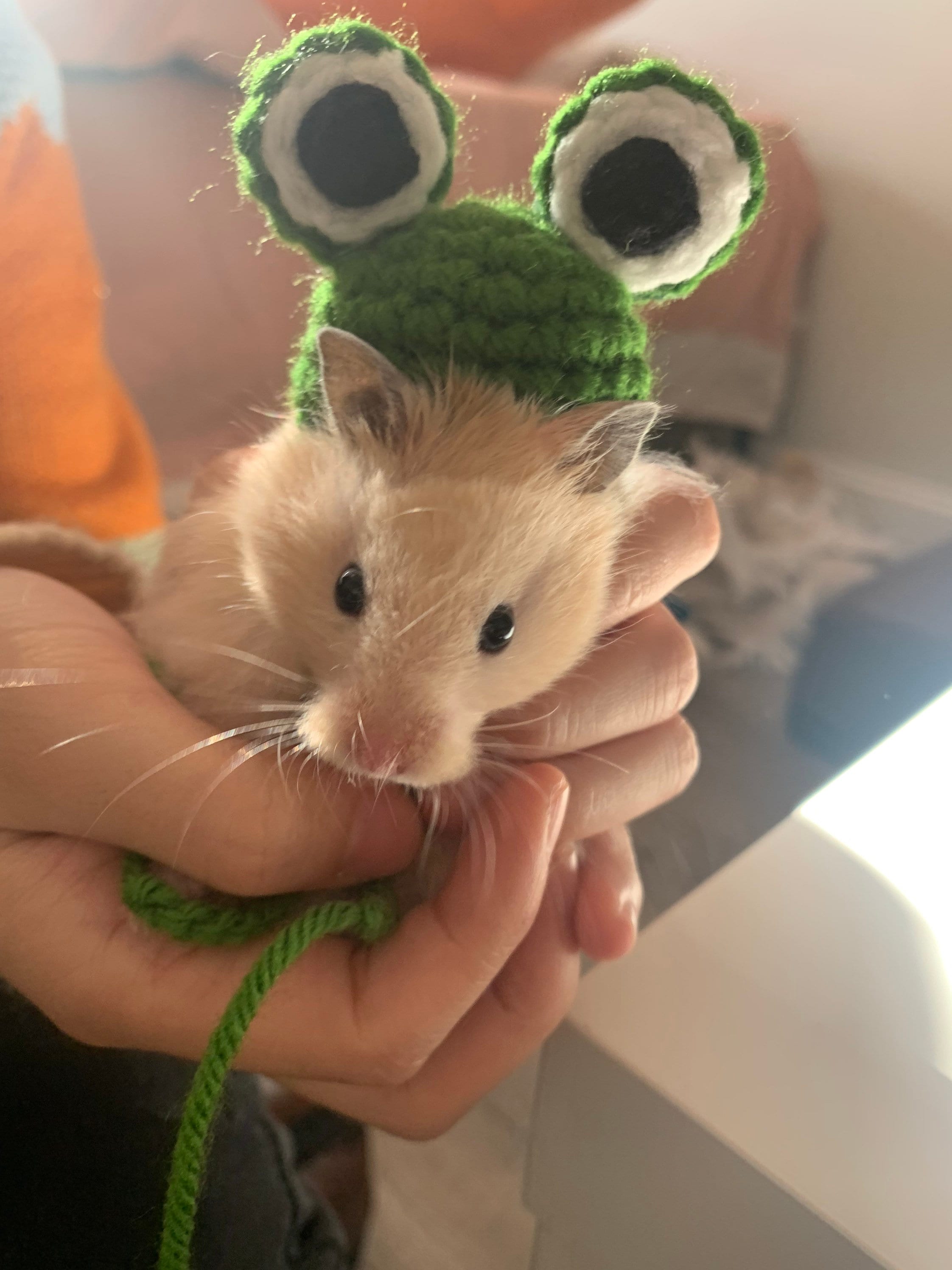 Cute Hamsters In Clothes