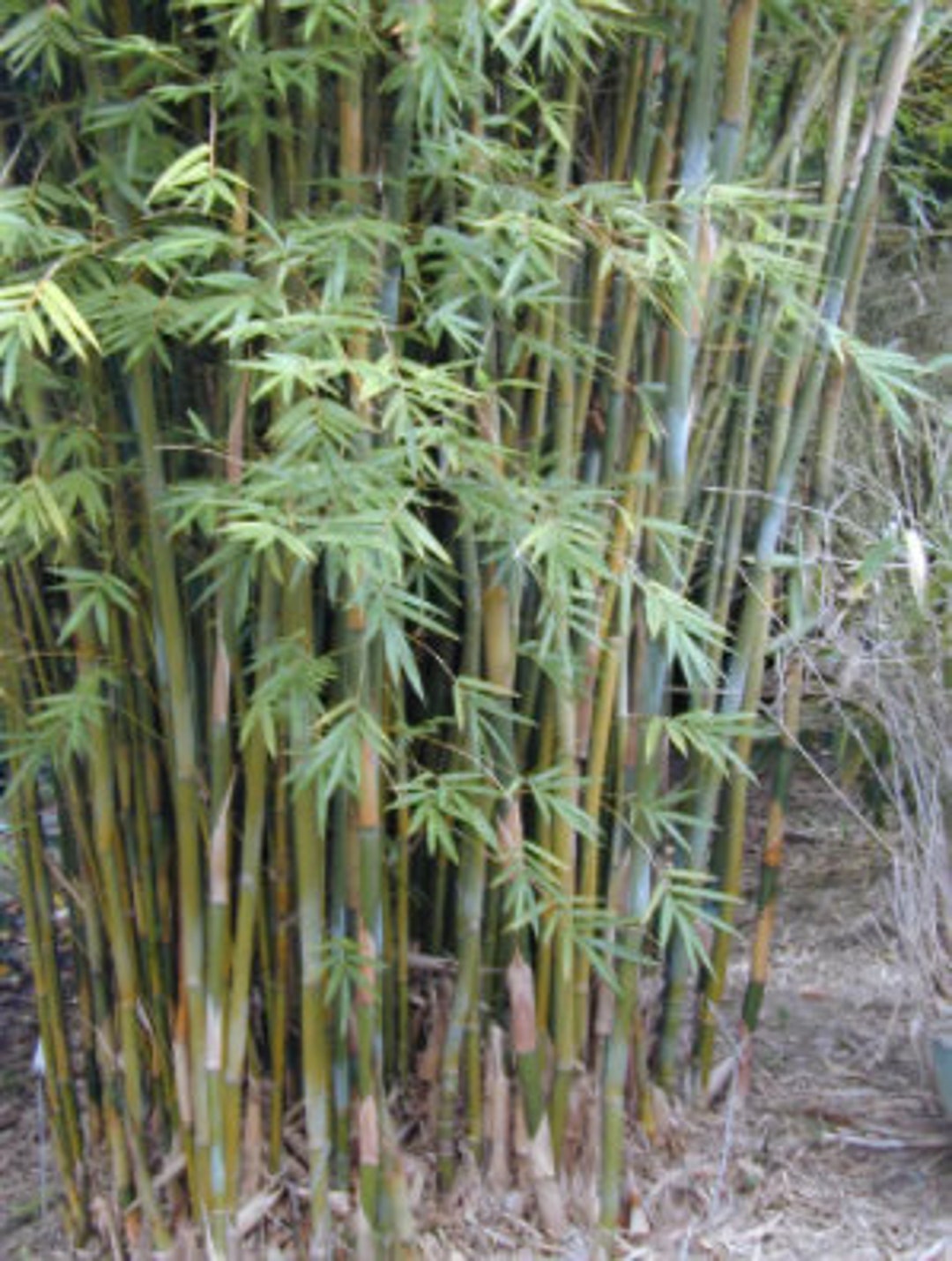 TWO All Natural Live Clumping Bamboo Culm With Root or Rhizome Starter ...