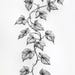 Black & White Ivy Vine Tattoo-style Drawing With Bold, Clear Lines ...