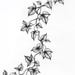 Black & White Ivy Vine Tattoo-style Drawing With Bold, Clear Lines ...